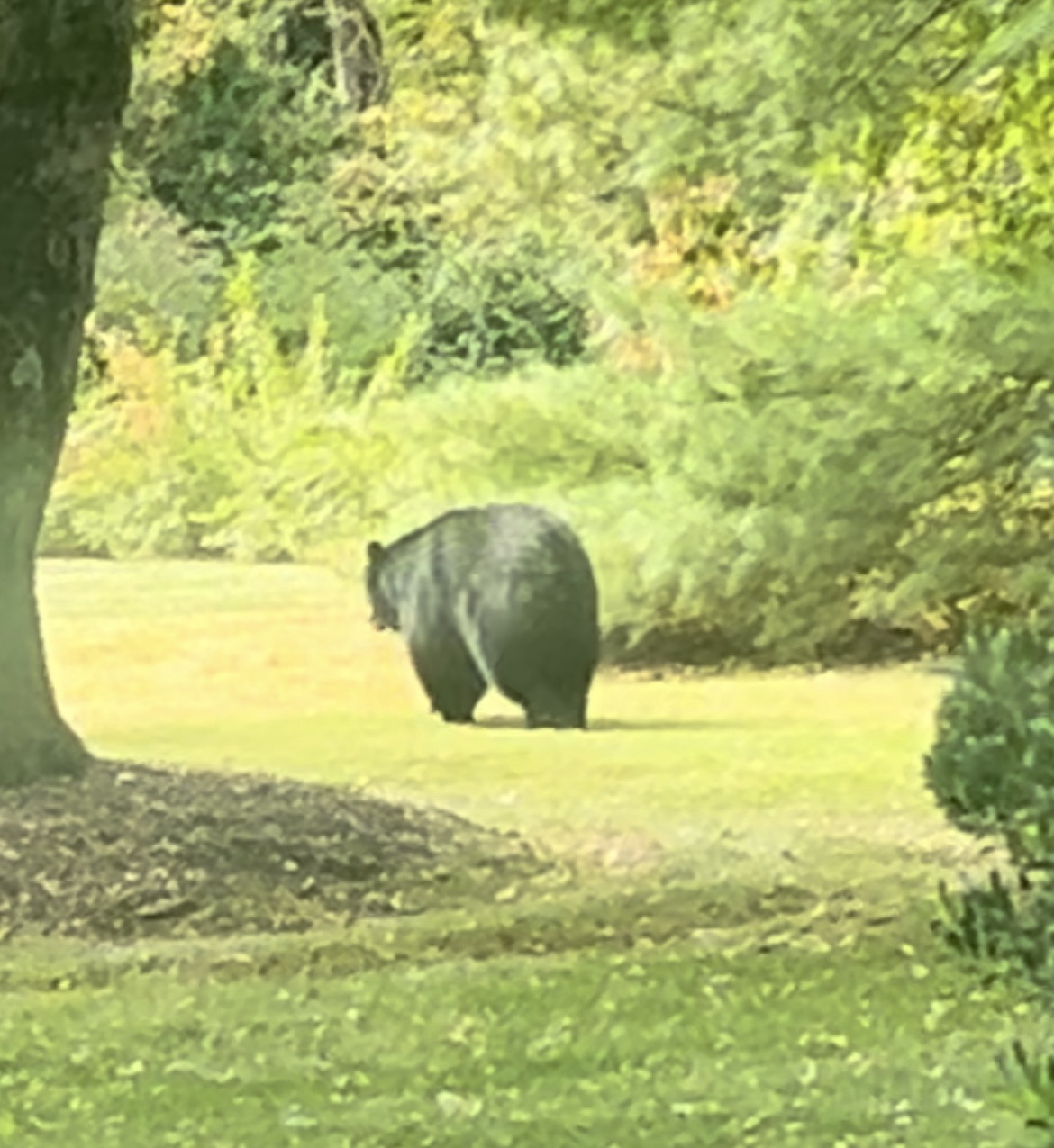 One of the Biggest Bears Yet! | Mark Bozeman
